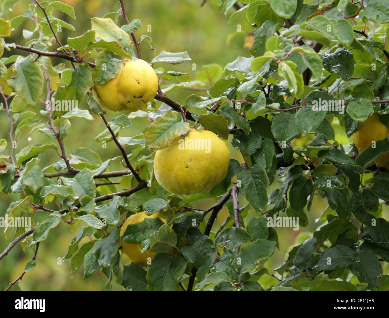 Reife quitte -Fotos und -Bildmaterial in hoher Auflösung – Alamy