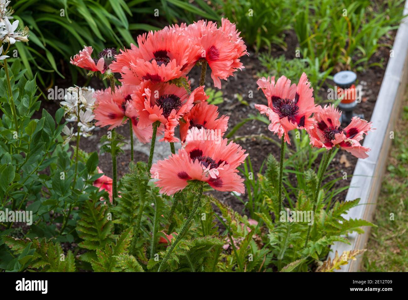 Gefranste mohnblume -Fotos und -Bildmaterial in hoher Auflösung – Alamy