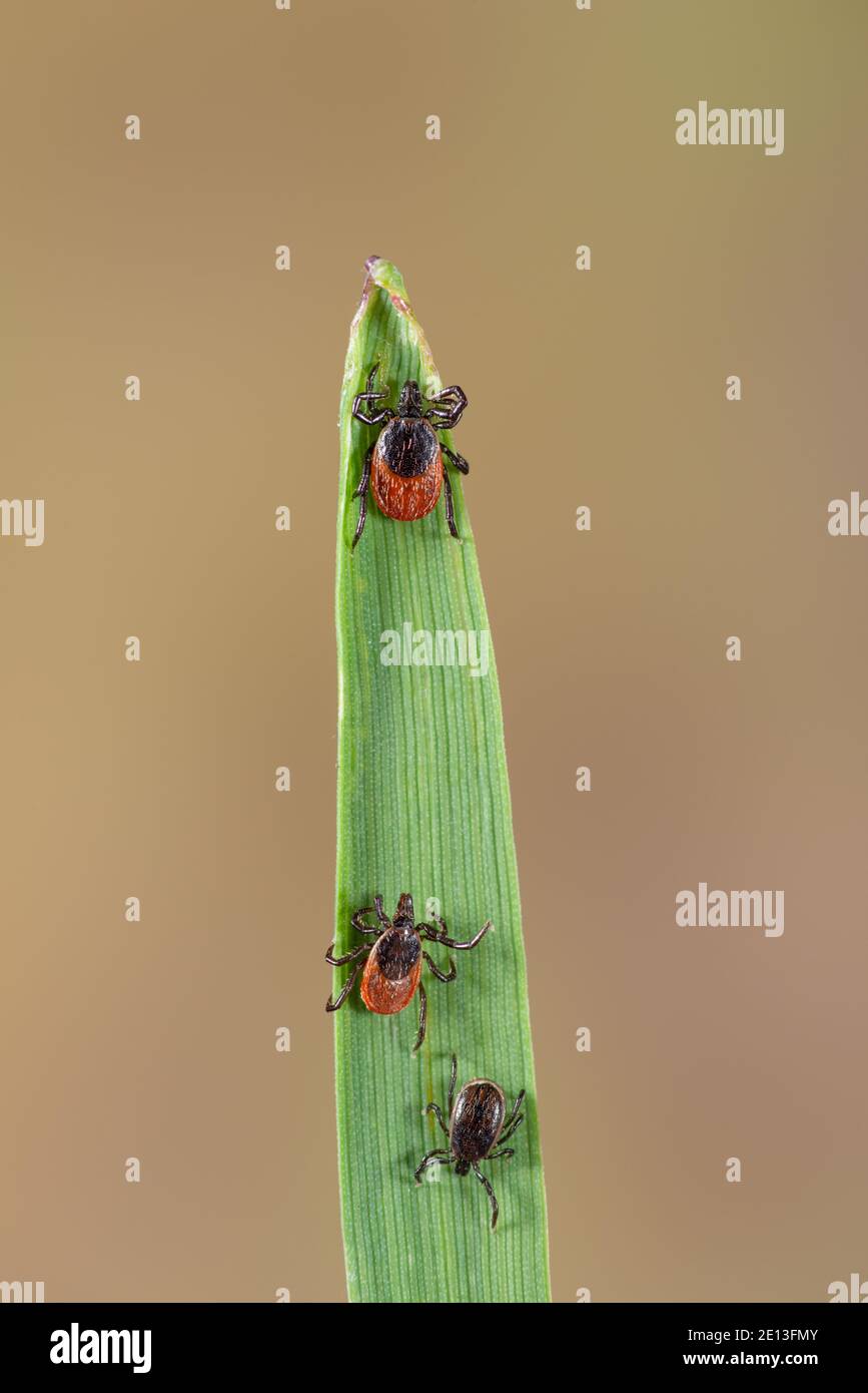 Zecken ixodes ricinus auf Gras, Zecken auf Gras, Gemeiner Holzbock auf ...