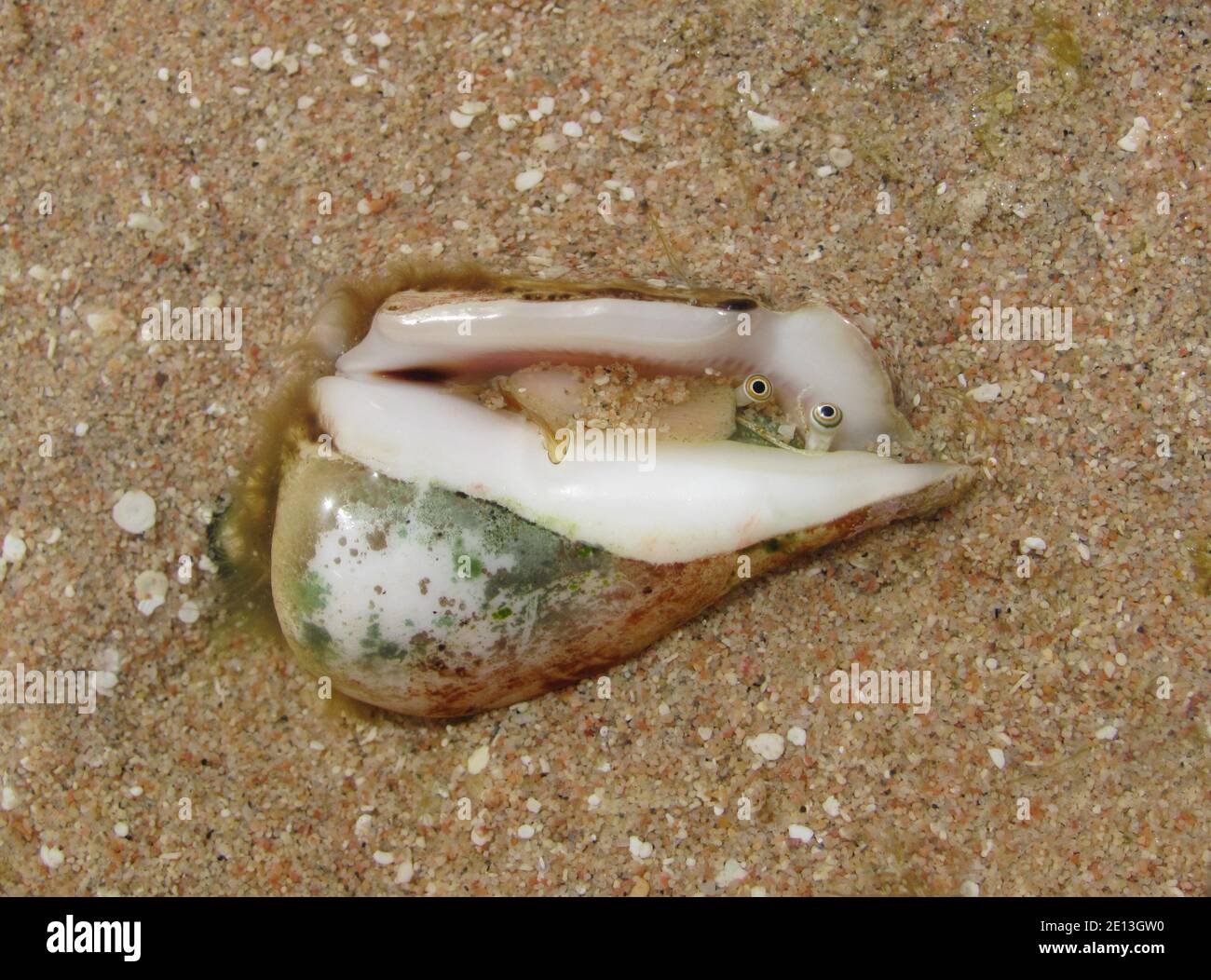 Giftigste kegelschnecke -Fotos und -Bildmaterial in hoher Auflösung – Alamy