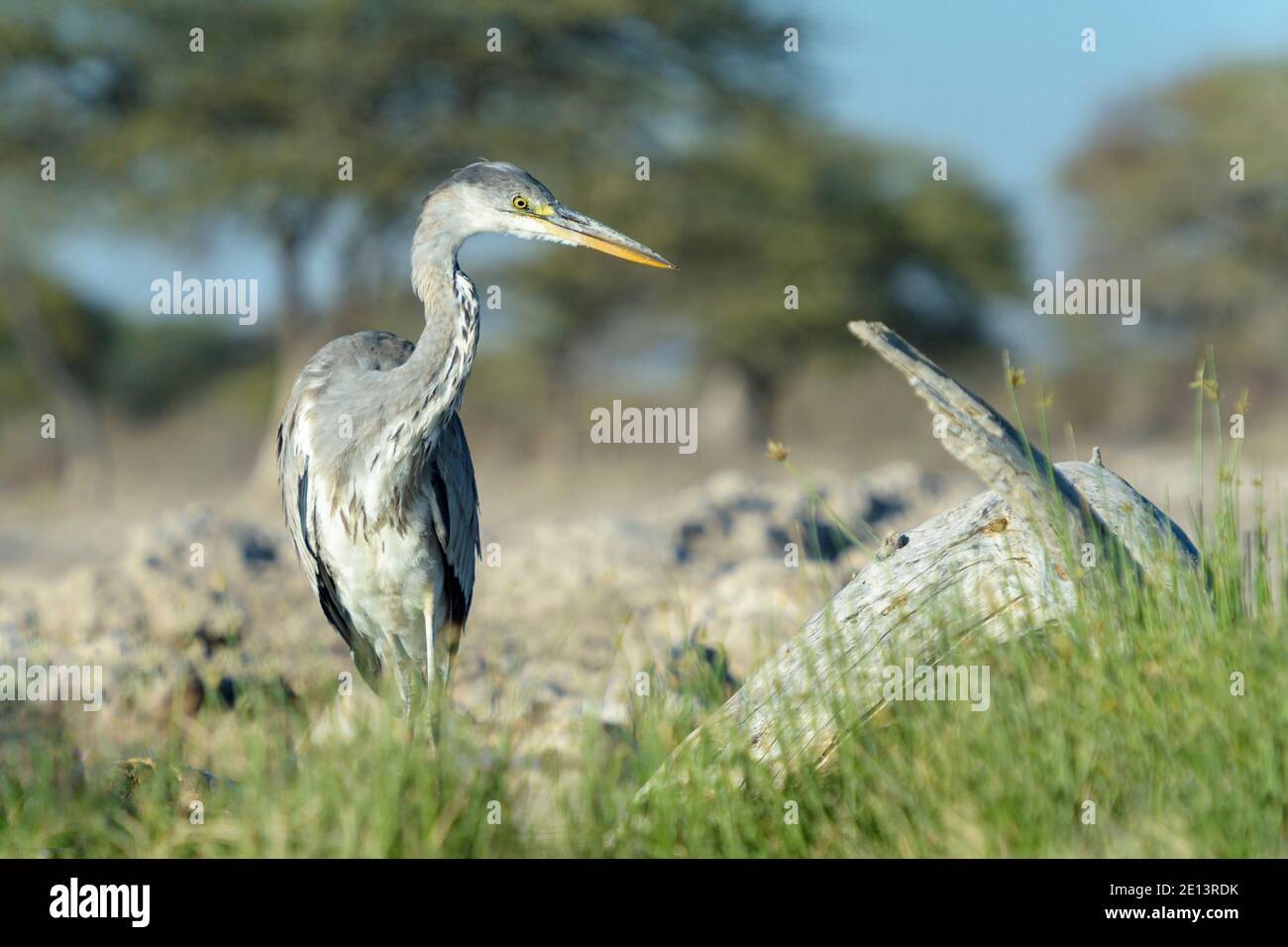 Graureiher im feld -Fotos und -Bildmaterial in hoher Auflösung – Alamy
