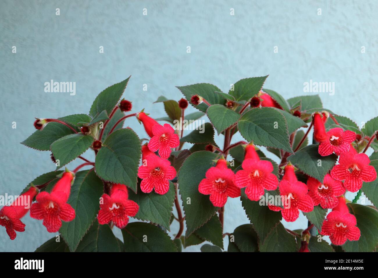 Roter Kohleria Rongo Stockfotos und -bilder Kaufen - Alamy