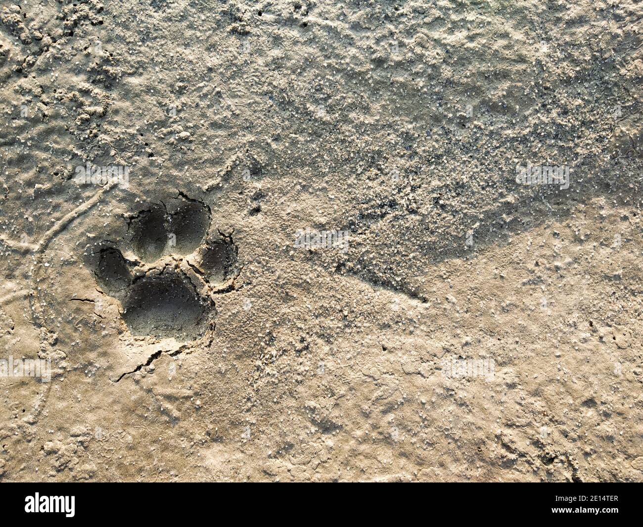 Tiger footprint -Fotos und -Bildmaterial in hoher Auflösung – Alamy