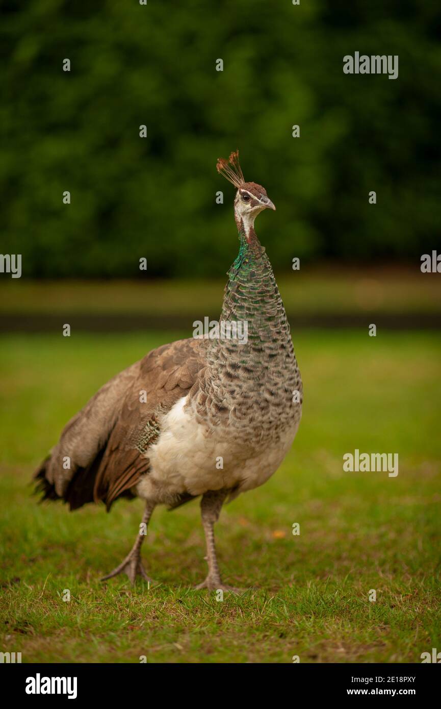 Indische Pfauenvögel Pavo cristatus oder gewöhnliche Pfauenvögel oder ...