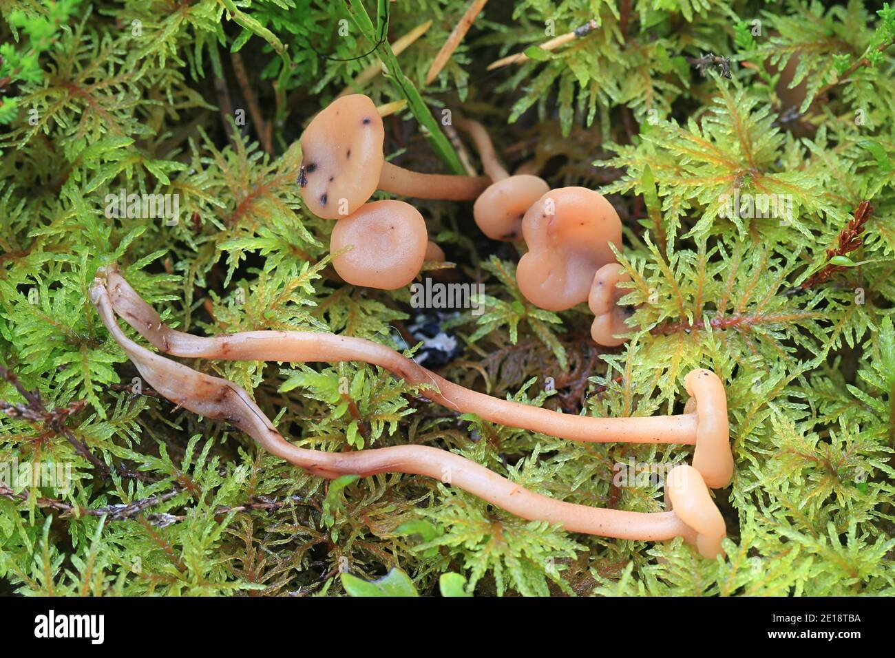 Zimt jellybaby -Fotos und -Bildmaterial in hoher Auflösung – Alamy