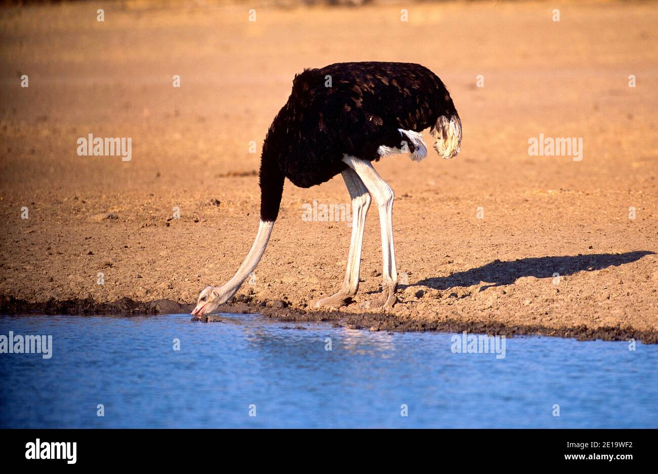 Strauß, Struthio camelus, Struthionidae, Männchen, am Wasserloch, Trinken, Vogel, Tier, Kalkveld ...