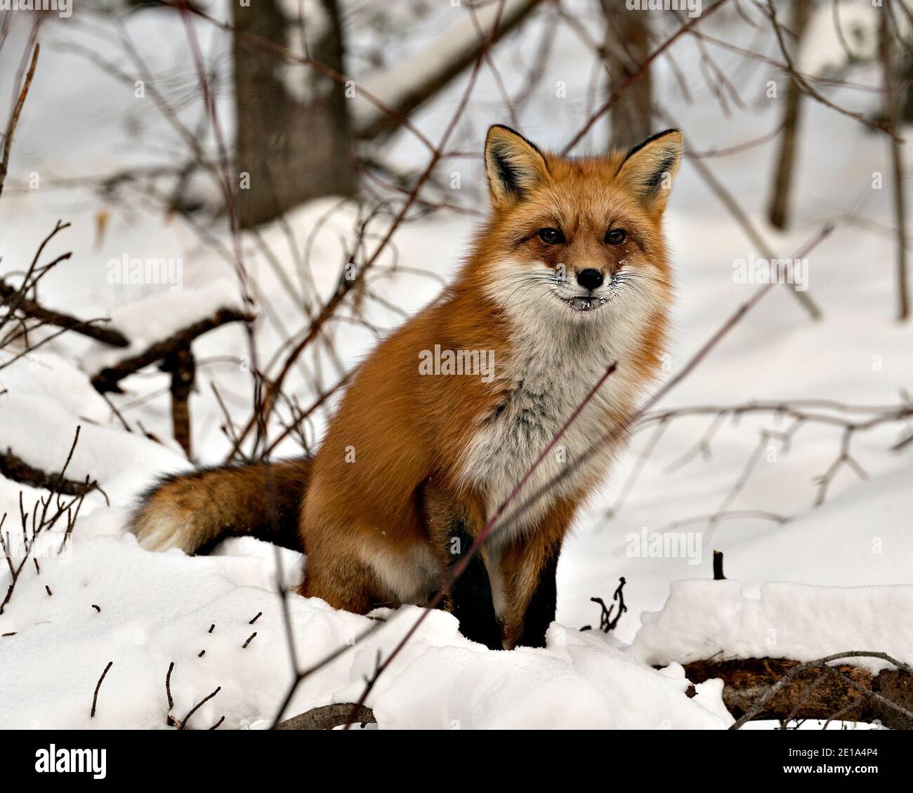 Fuchs magazin geschichte foto -Fotos und -Bildmaterial in hoher ...