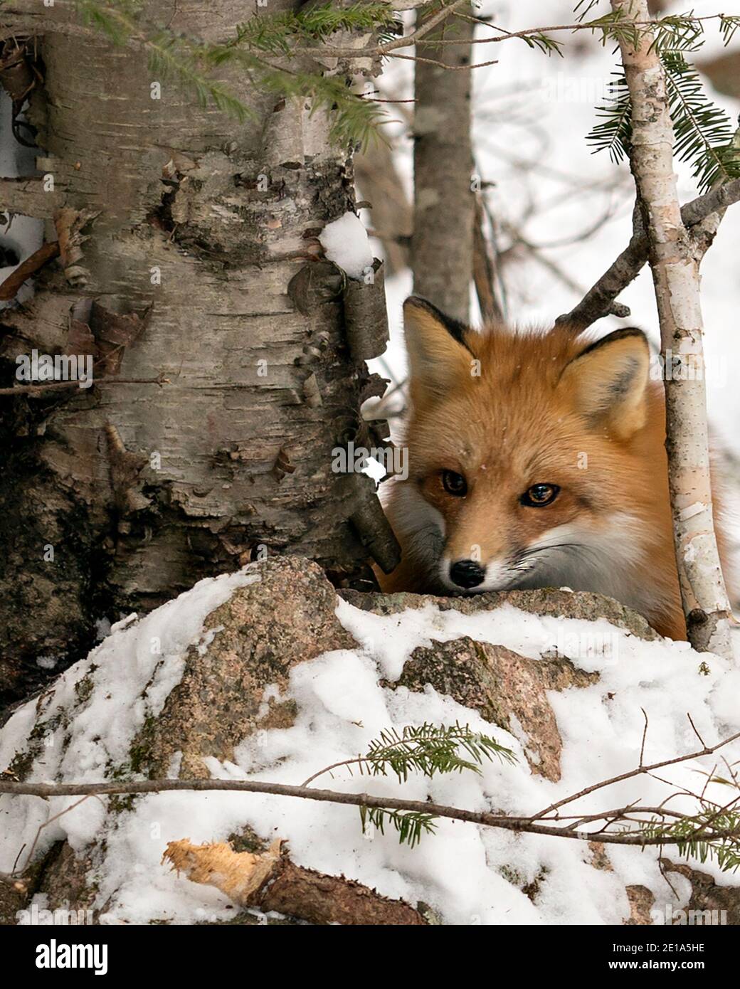 Birkenbaum computer bildschirmschoner foto -Fotos und -Bildmaterial in ...
