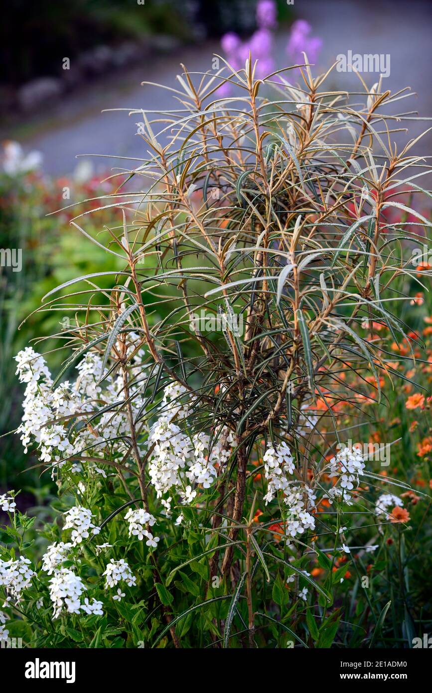 Lunaria annua alba -Fotos und -Bildmaterial in hoher Auflösung – Alamy