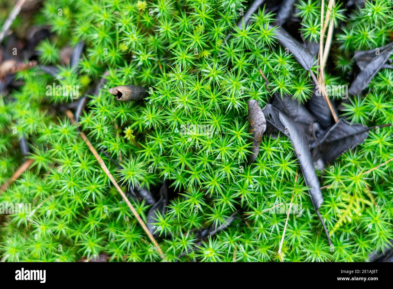 Moos muster -Fotos und -Bildmaterial in hoher Auflösung – Alamy