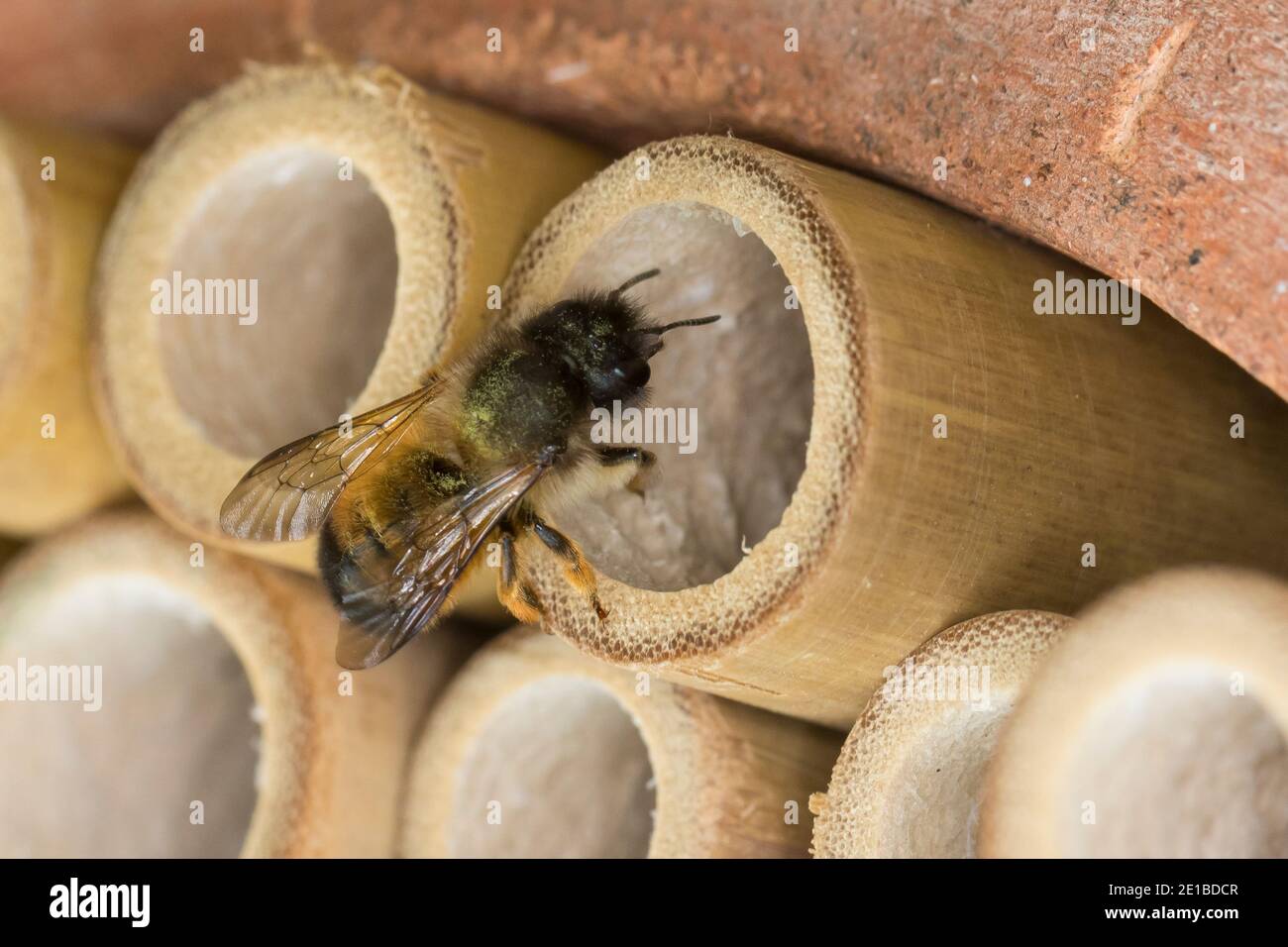 Wildbienen Nest Bilder