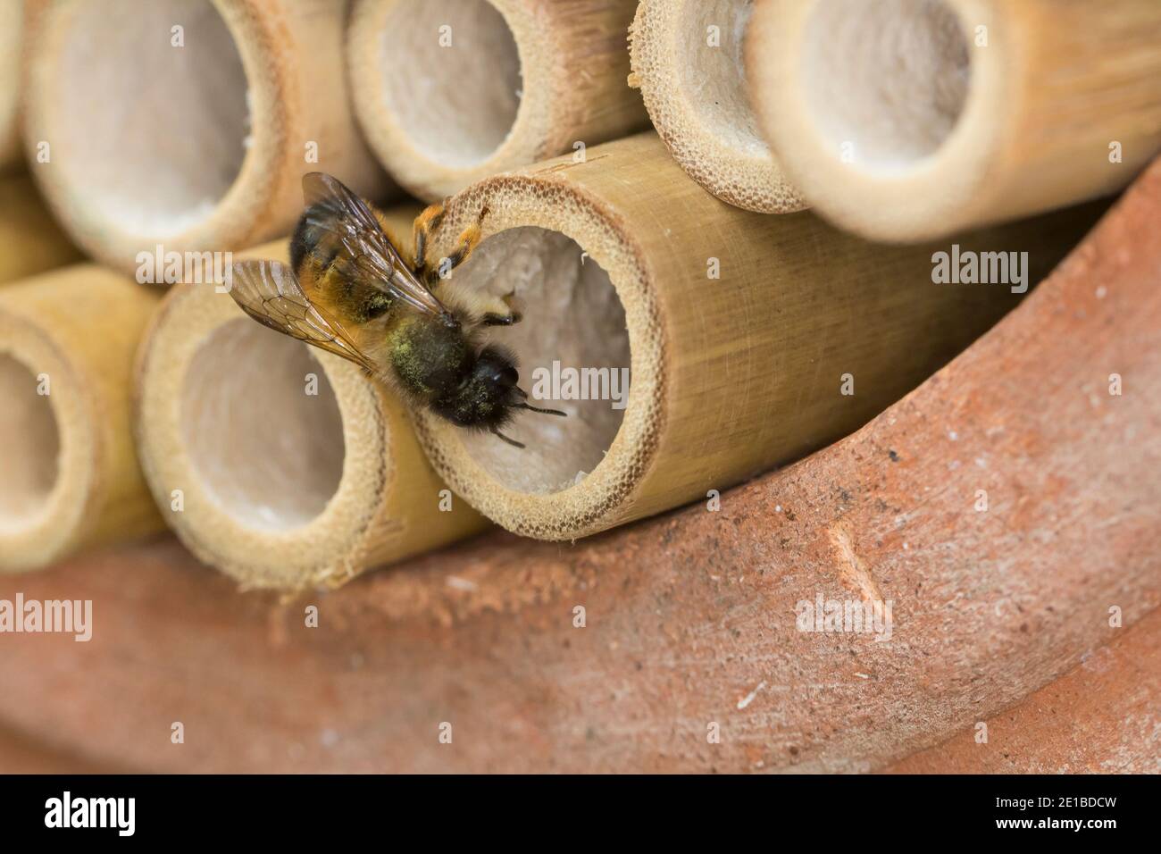 Wildbienen Nest Bilder