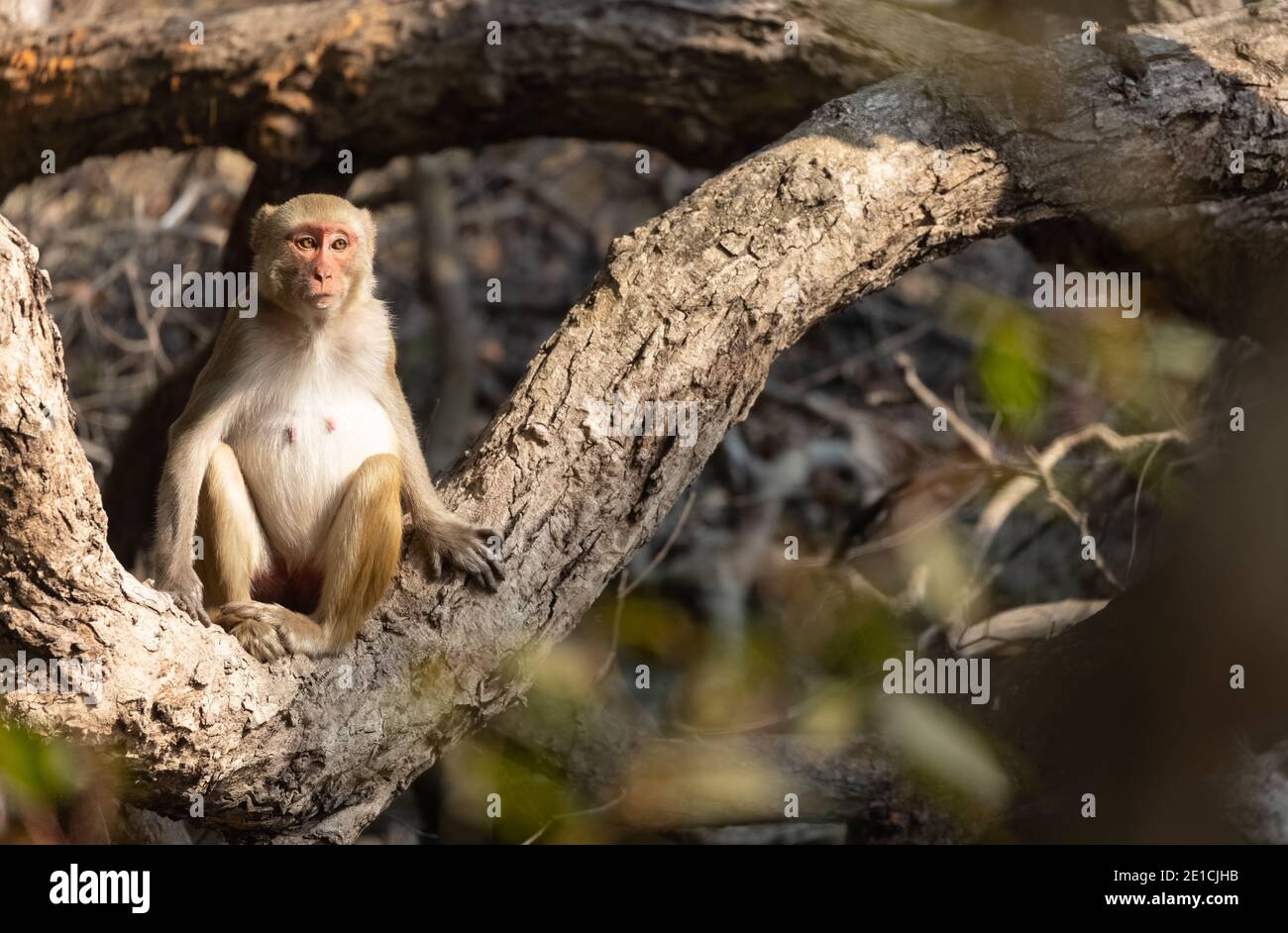 Affe Auf Dem Baum Stockfotos und -bilder Kaufen - Alamy