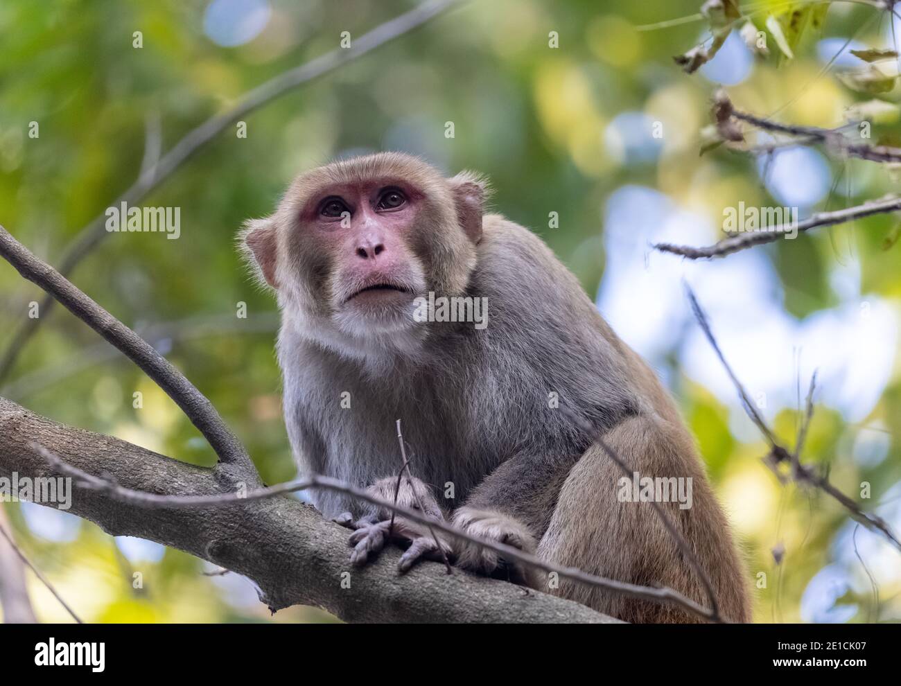 Affe Auf Dem Baum Stockfotos und -bilder Kaufen - Alamy
