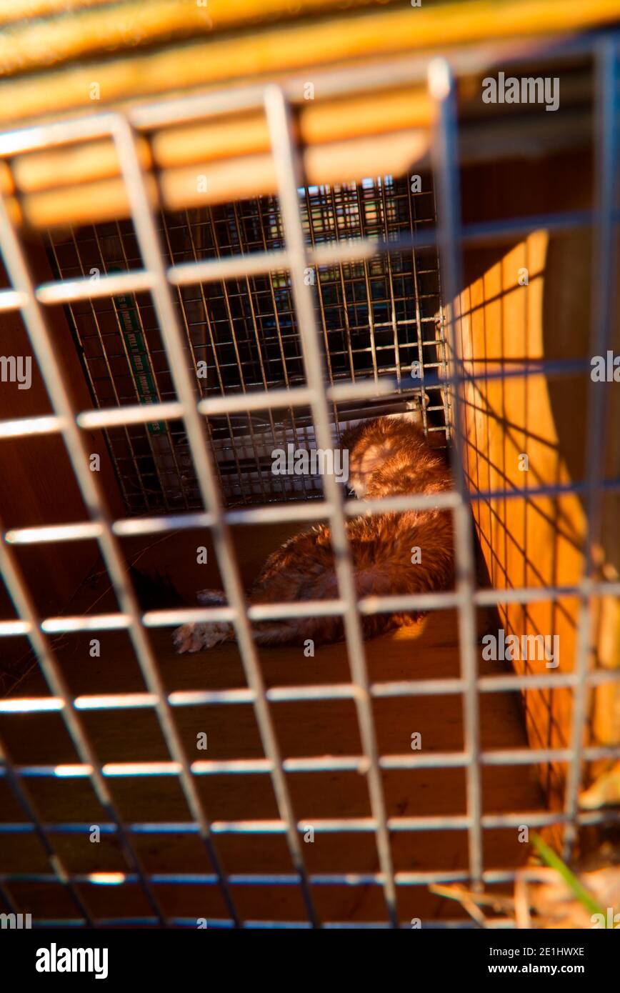 Orkney wildtiere -Fotos und -Bildmaterial in hoher Auflösung – Alamy