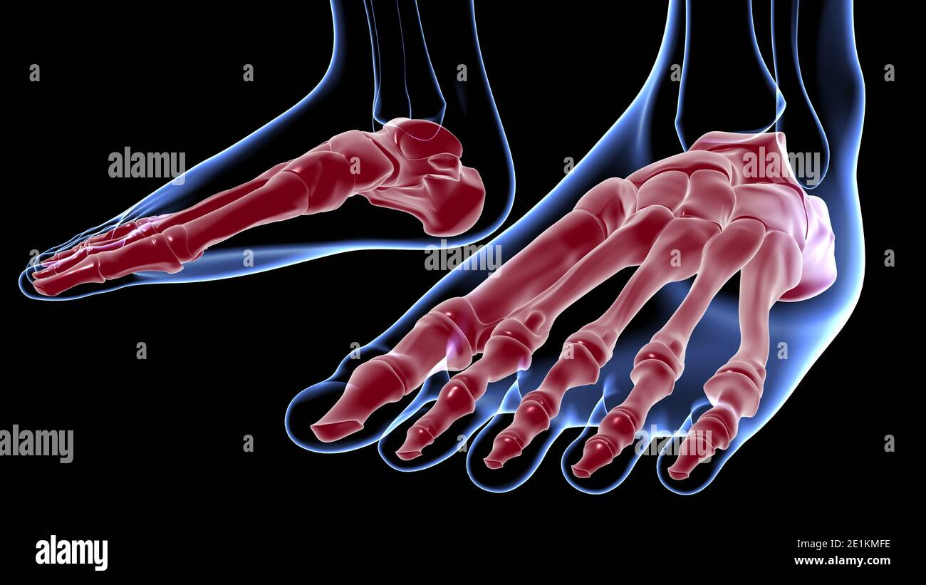 Menschliche Skelett Fußknochen Anatomie für medizinisches Konzept 3D ...