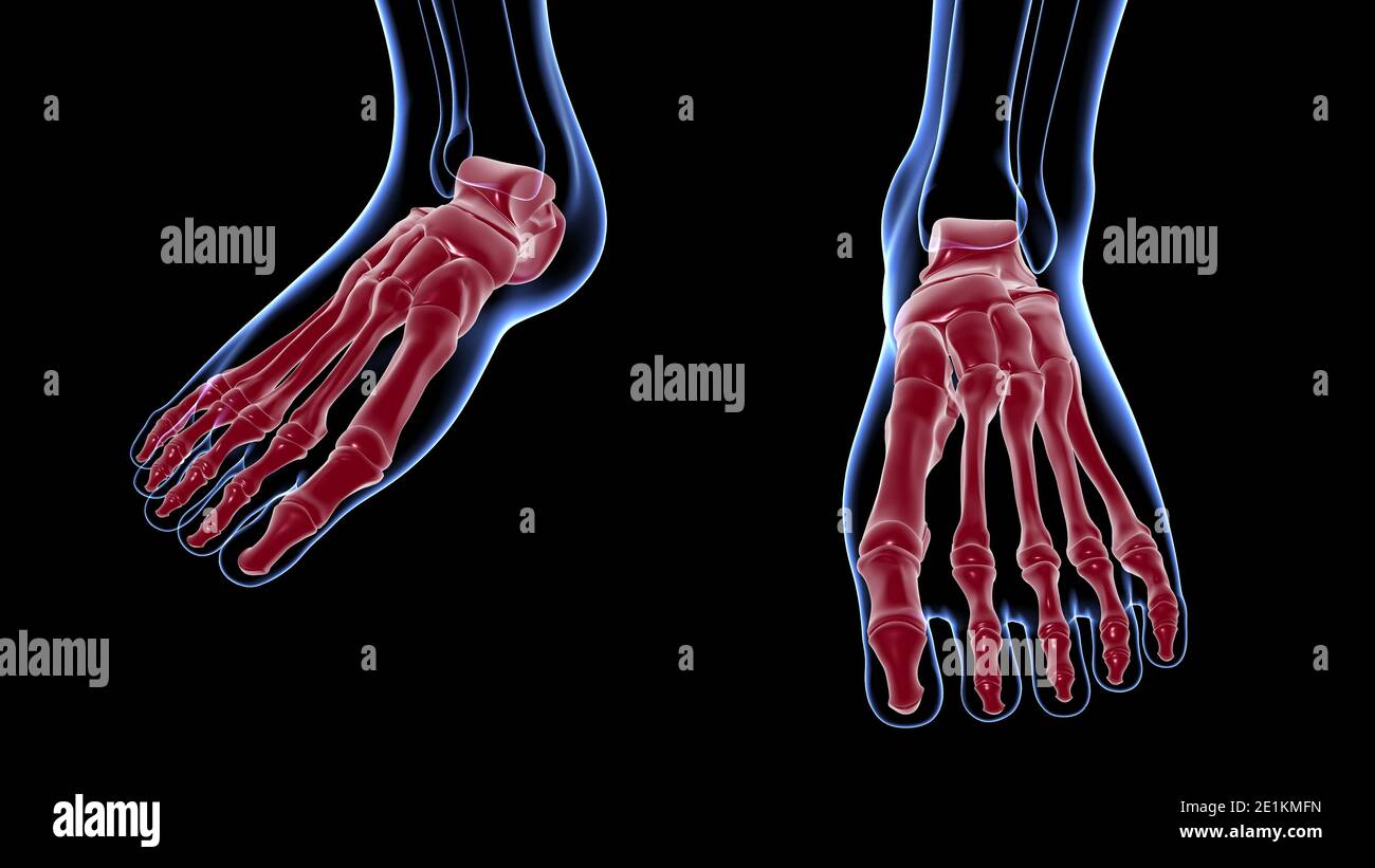 Menschliche Skelett Fußknochen Anatomie für medizinisches Konzept 3D ...