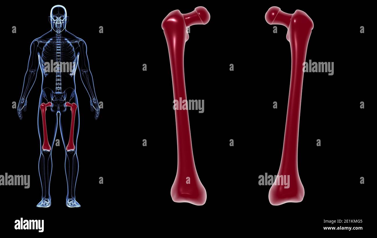 Menschliche Skelett Anatomie Femur Knochen 3D Rendering für ...