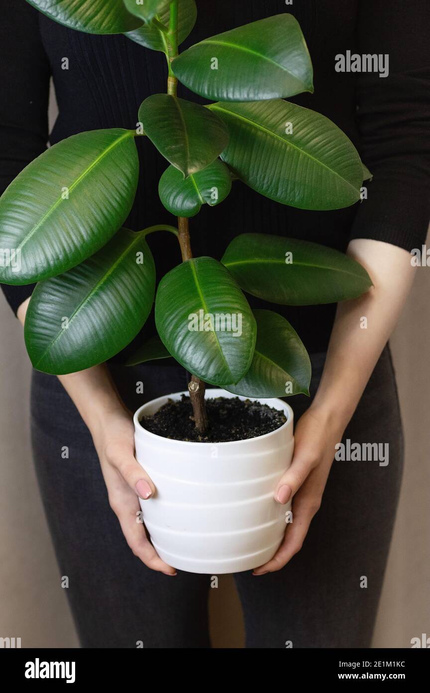 Ficus elastica pflanze -Fotos und -Bildmaterial in hoher Auflösung – Alamy
