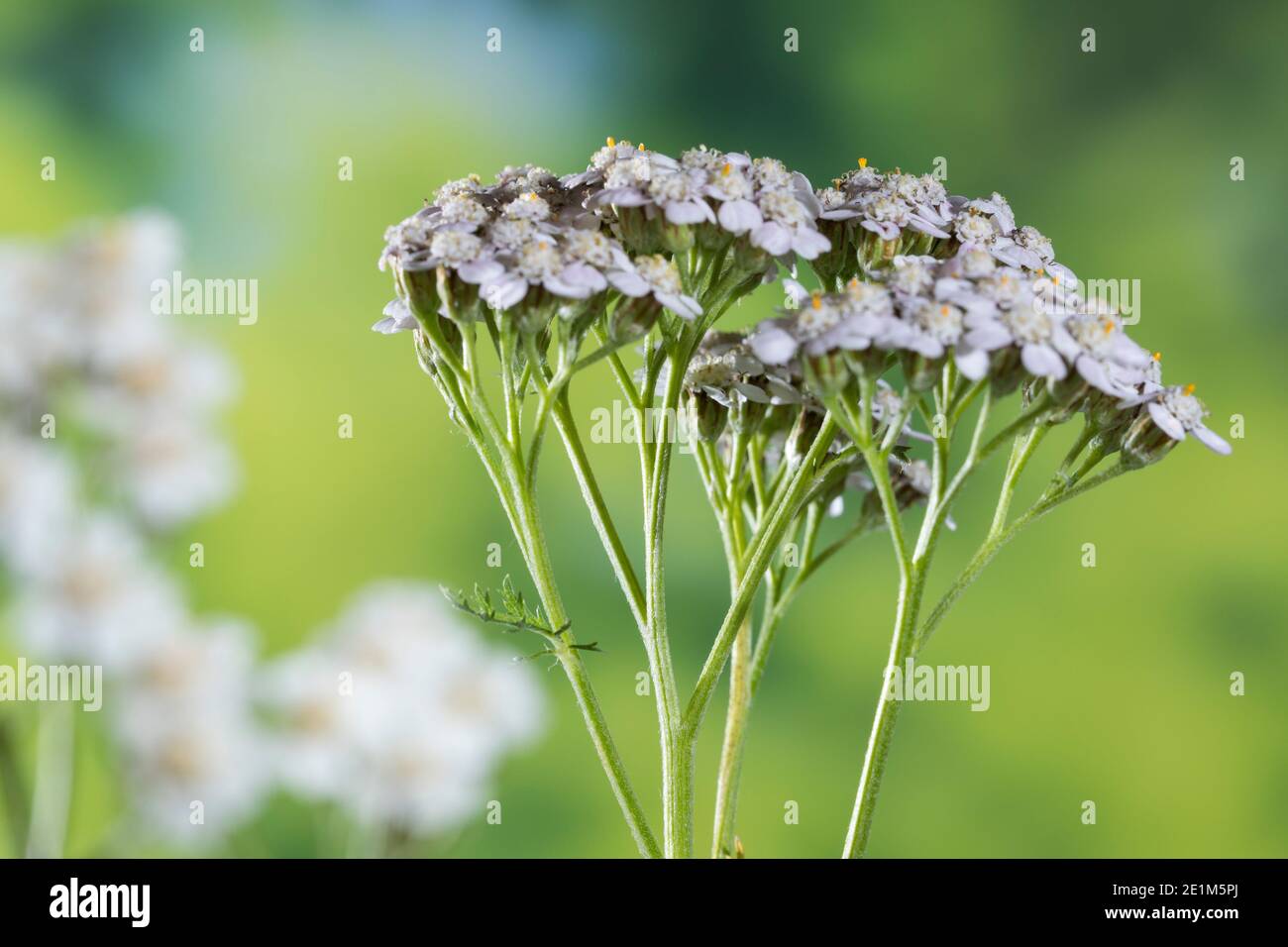 Schafgarbe, Blüten, Blüten, Blütenkörbchen, Blütenstand, Blütenstände, Gewöhnliche Schafgarbe ...