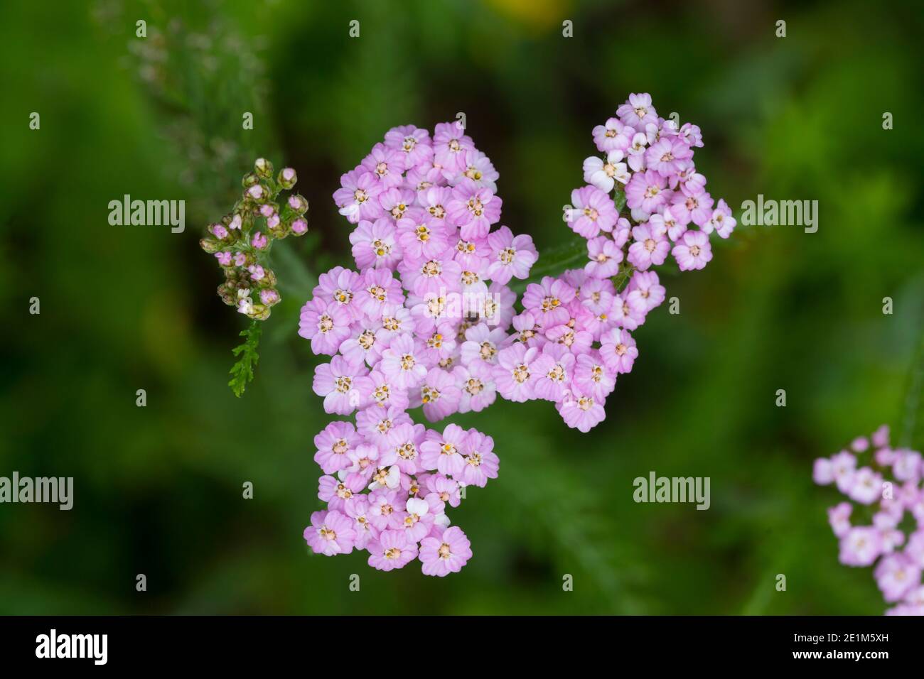 Schafgarbe, rötliche Form, gewöhnliche Schafgarbe, Wiesen-Schafgarbe, Schafgabe, Achillea ...