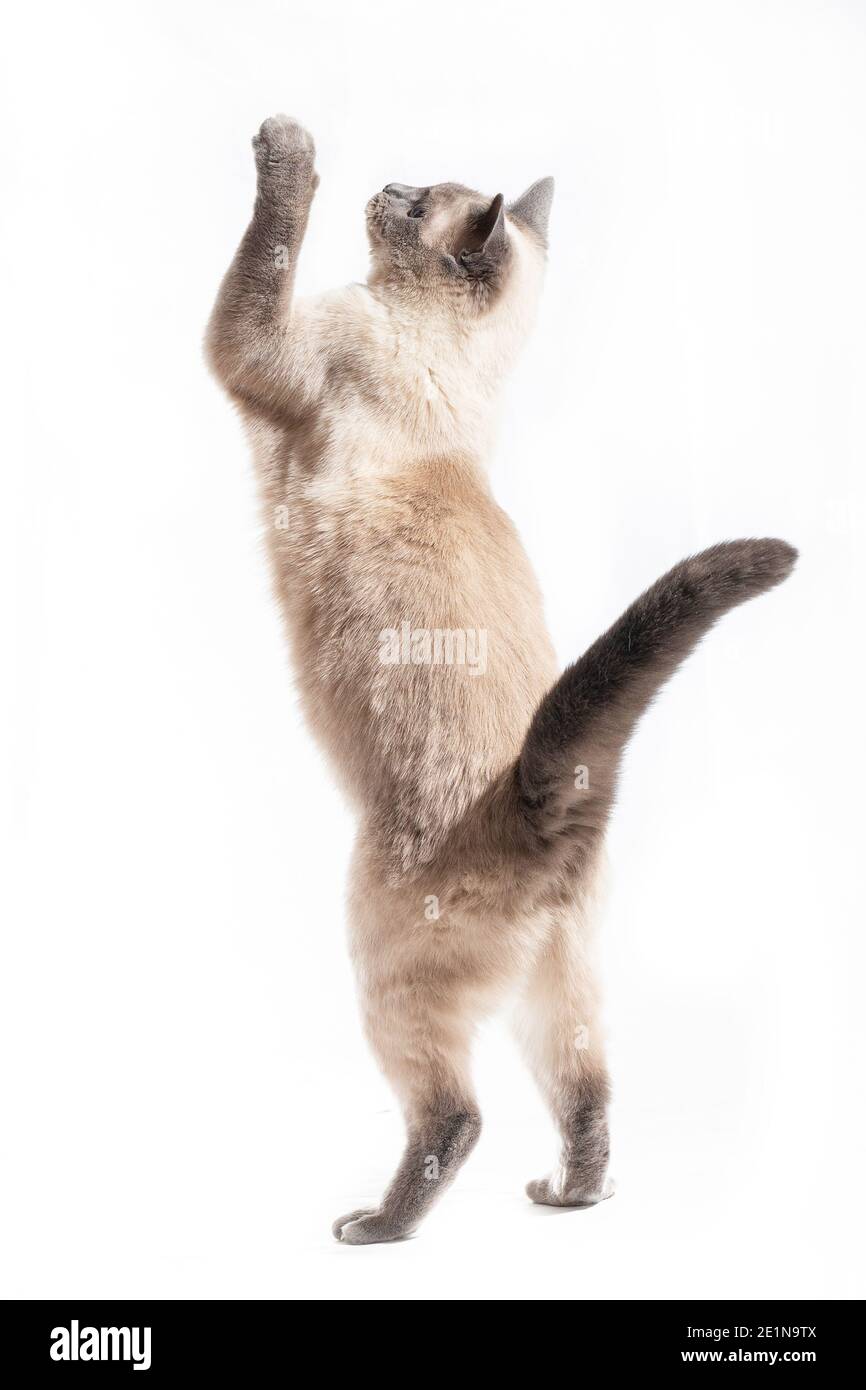 Die Katze springt hoch und streckt sich bis zur vollen Höhe aus ...