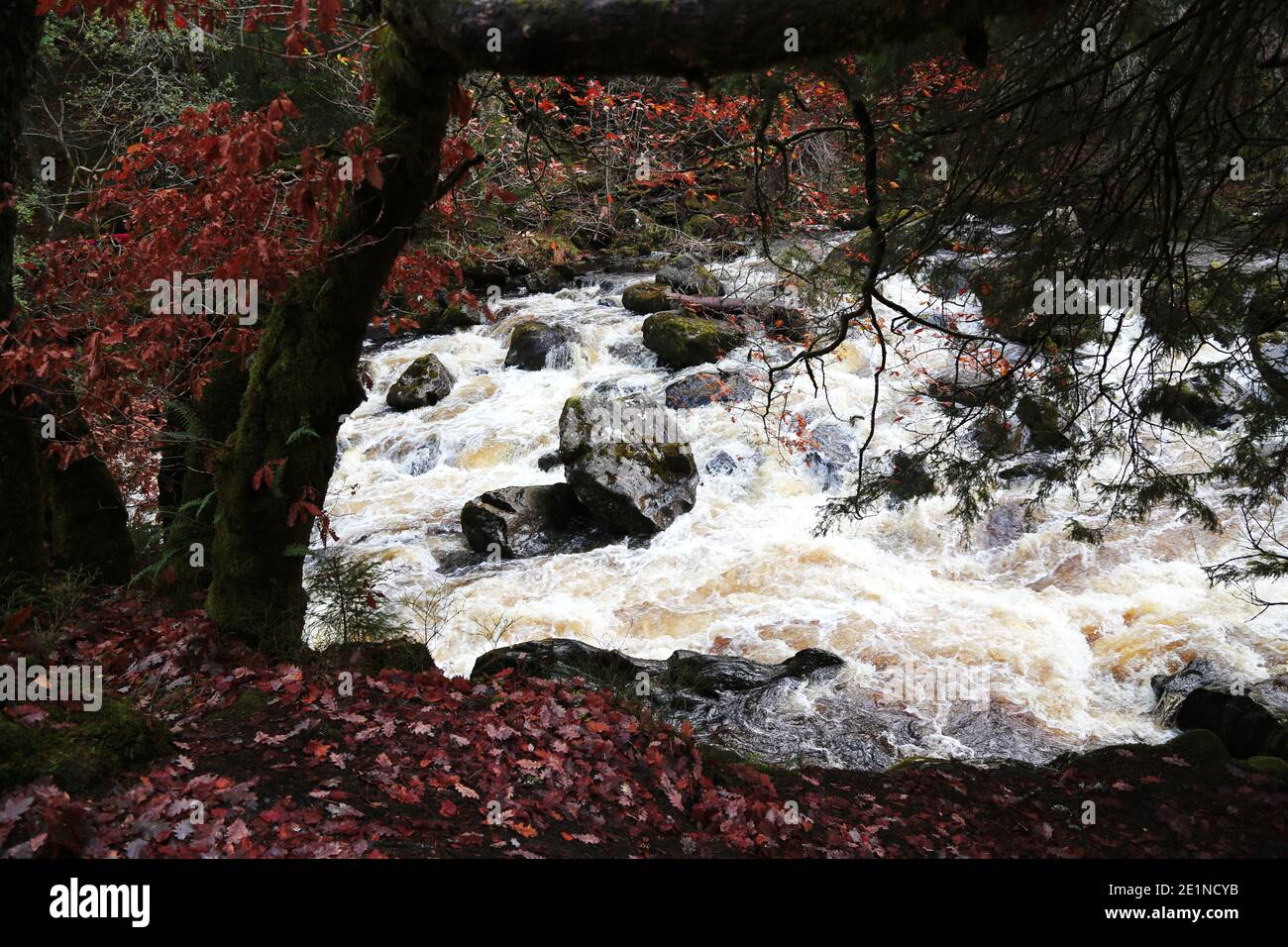 Craigvinean wald -Fotos und -Bildmaterial in hoher Auflösung – Alamy