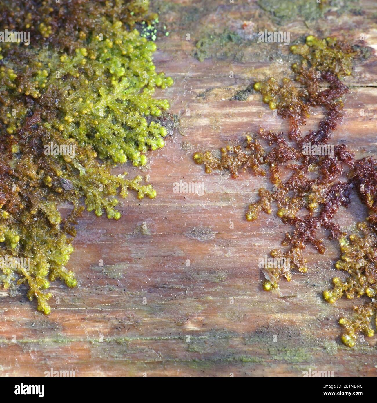 Ptilidium pulcherrimum -Fotos und -Bildmaterial in hoher Auflösung – Alamy