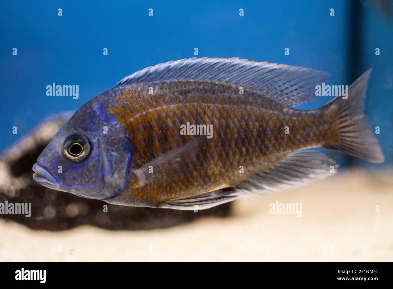 Haplochromis borleyi redfin -Fotos und -Bildmaterial in hoher Auflösung ...