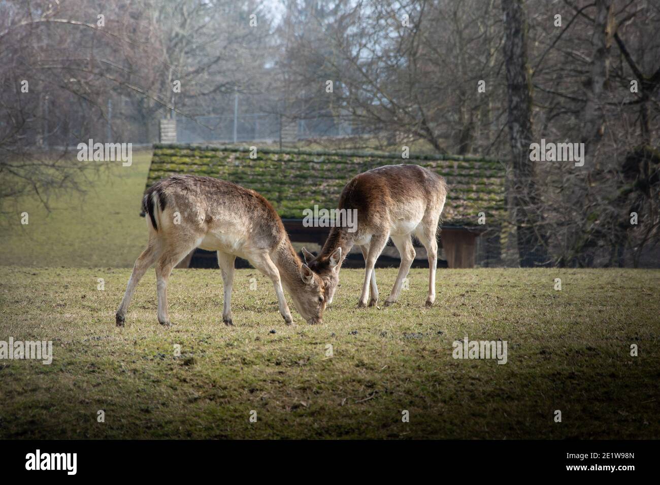Zwei rehe in -Fotos und -Bildmaterial in hoher Auflösung – Alamy