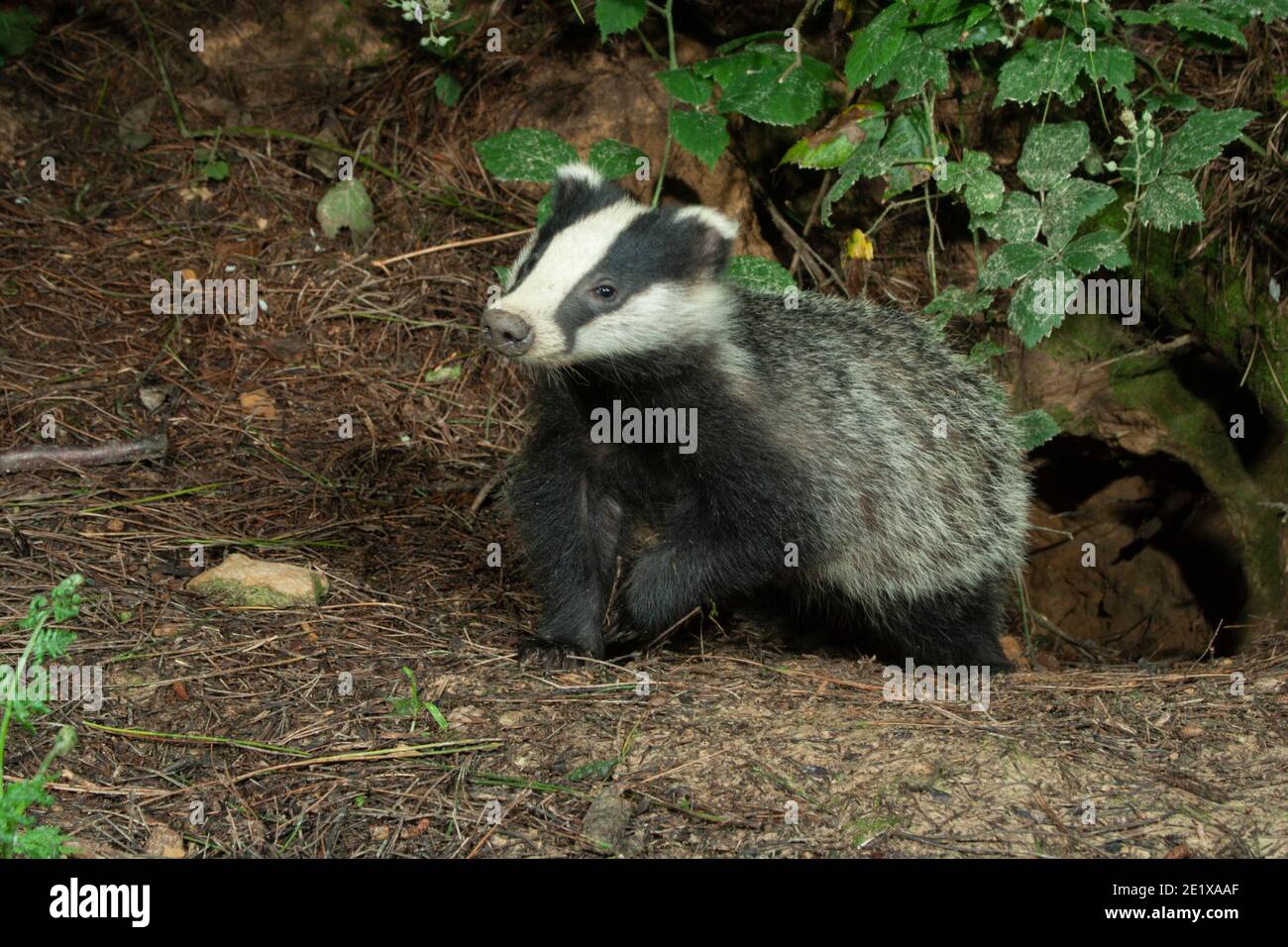 Dachs Baby Stockfotos und -bilder Kaufen - Alamy