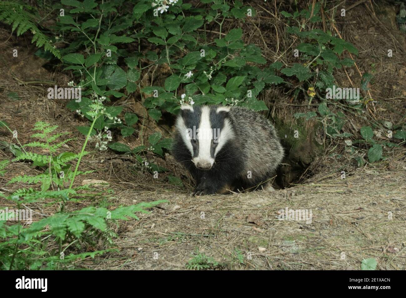 Dachs Baby Stockfotos und -bilder Kaufen - Alamy