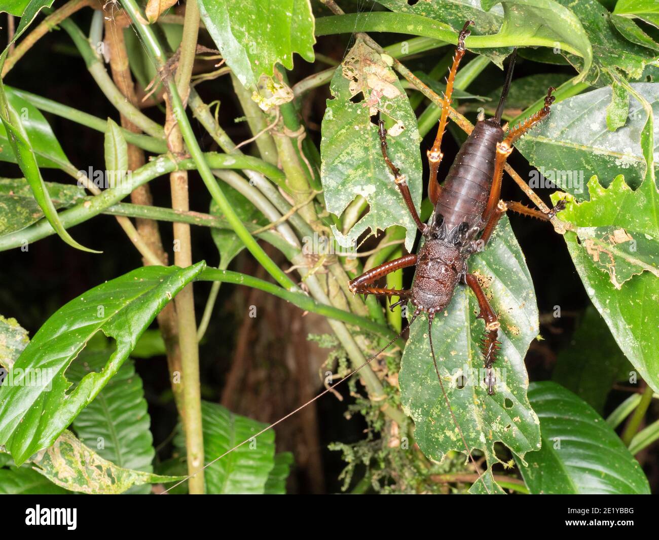 Riesenhummer katydid -Fotos und -Bildmaterial in hoher Auflösung – Alamy