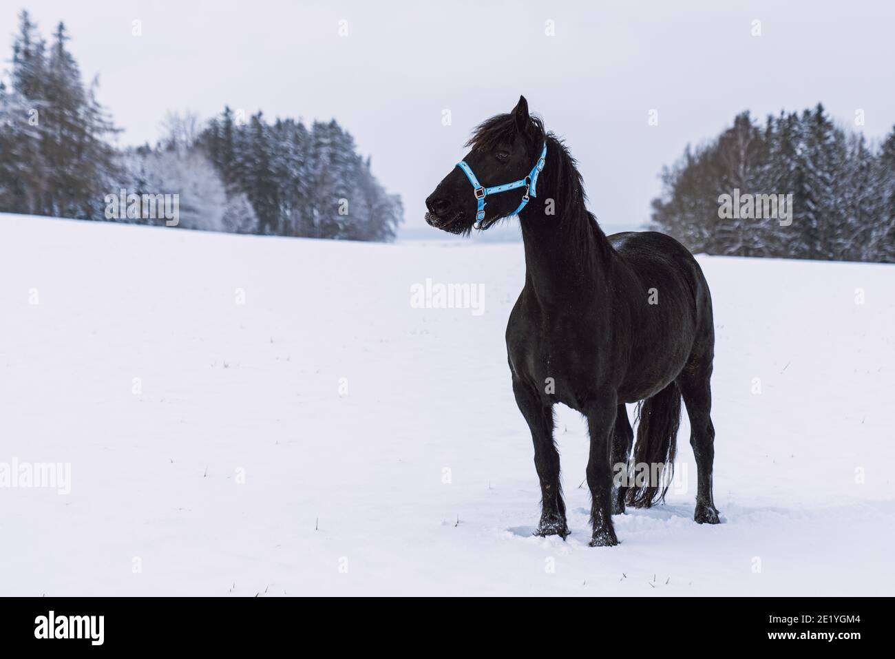 Friese hengst schnee -Fotos und -Bildmaterial in hoher Auflösung – Alamy
