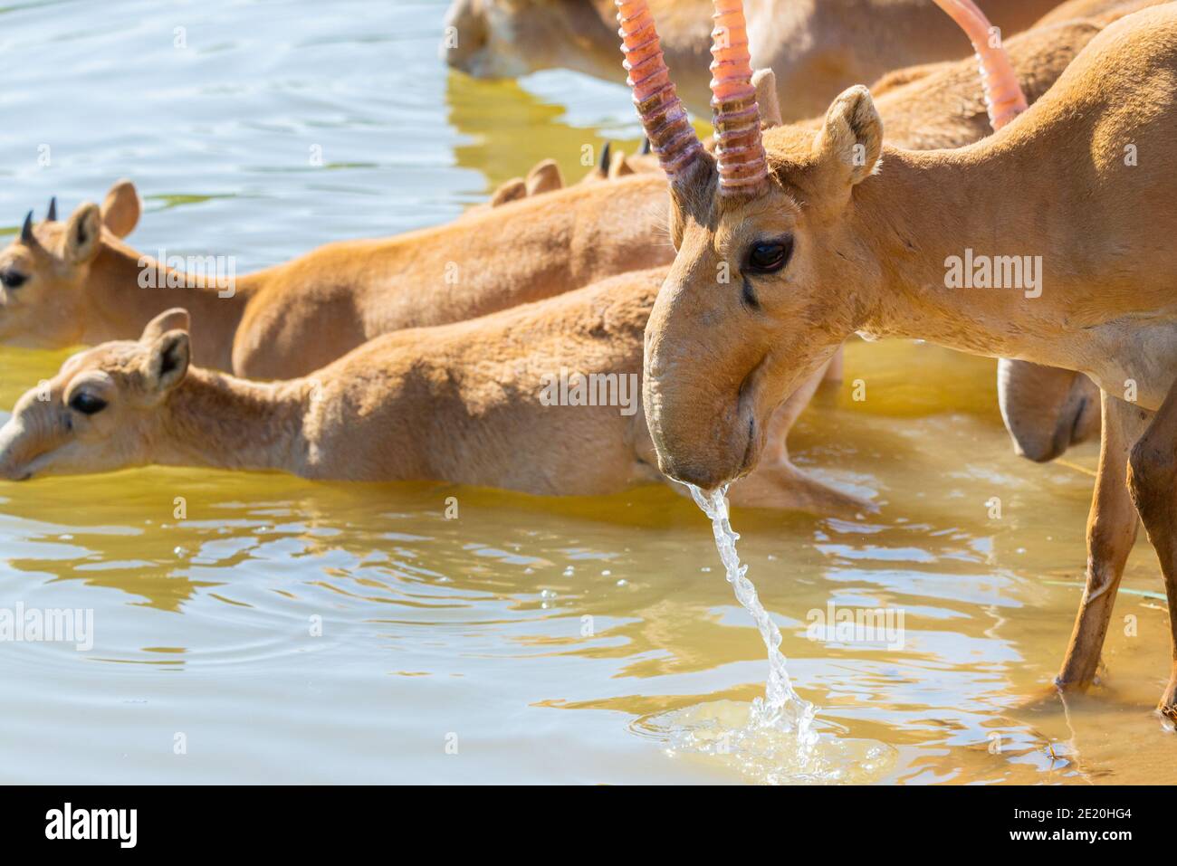 Saiga Tatarica Fotos Und Bildmaterial In Hoher Aufl sung Alamy