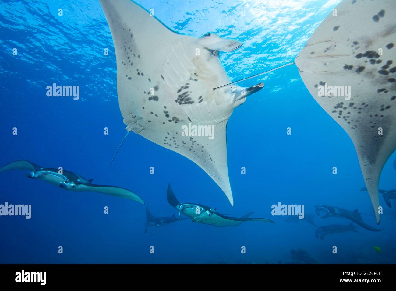 Riff manta ray manta alfredi von unten -Fotos und -Bildmaterial in ...