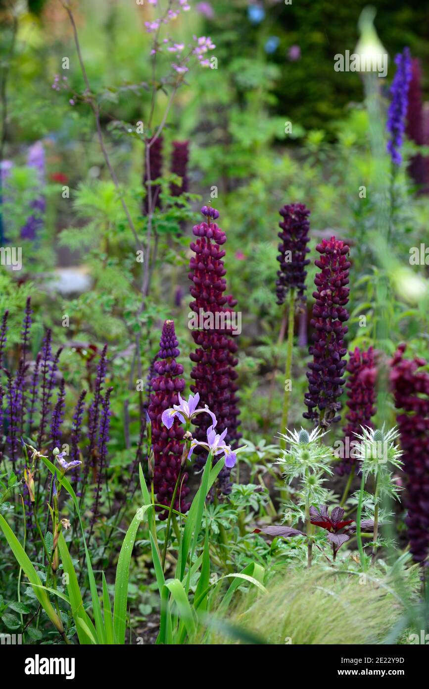 Cooles pflanzschema -Fotos und -Bildmaterial in hoher Auflösung – Alamy