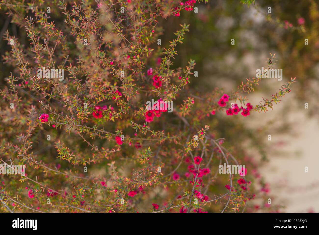 Pflanze Mit Pinken Bluten