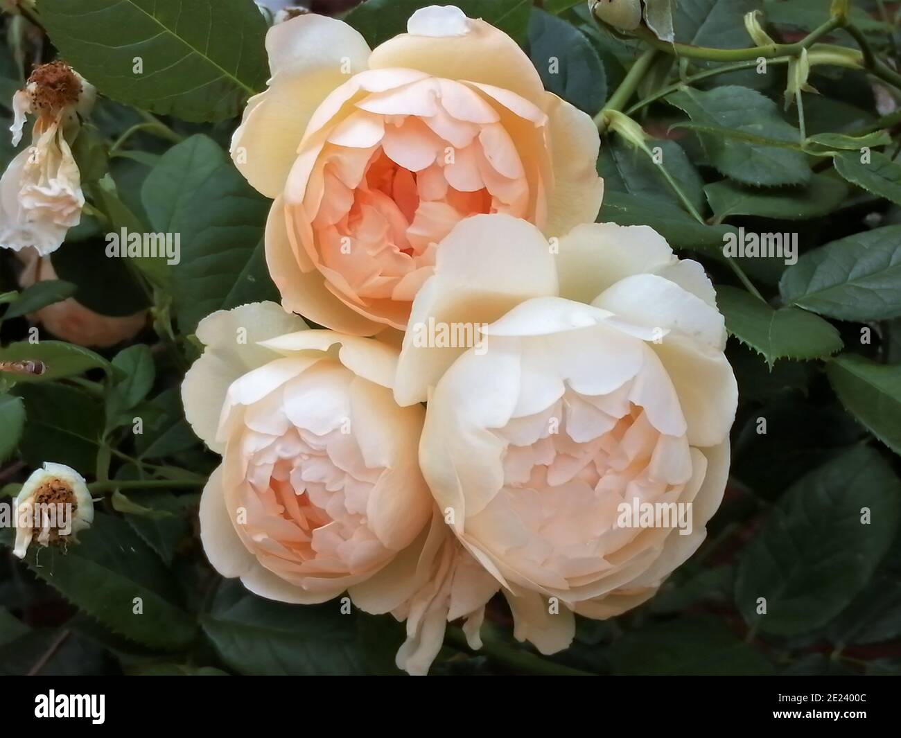 Briar rosen -Fotos und -Bildmaterial in hoher Auflösung – Alamy