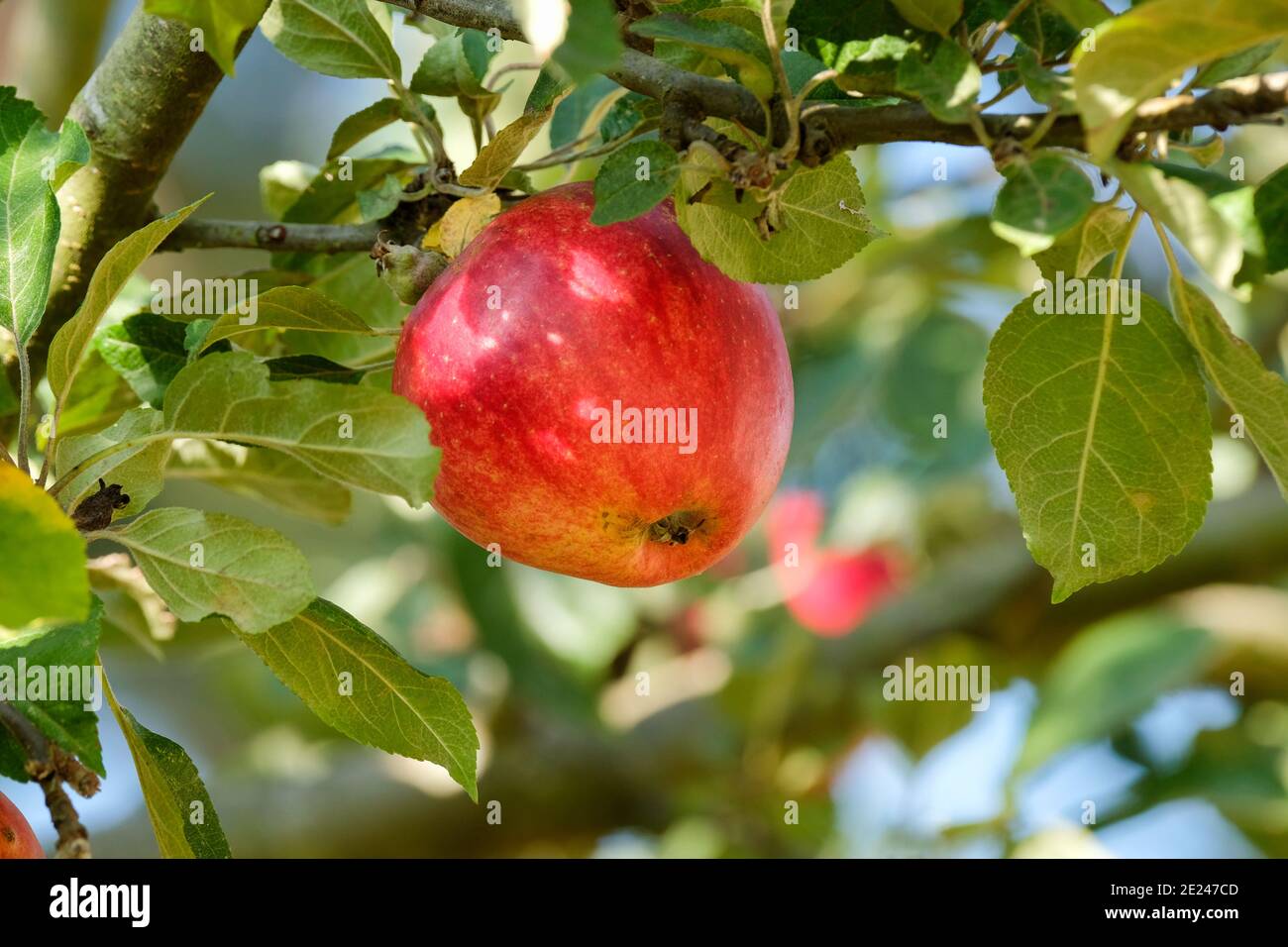 Bittere Frucht Stockfotos und -bilder Kaufen - Alamy