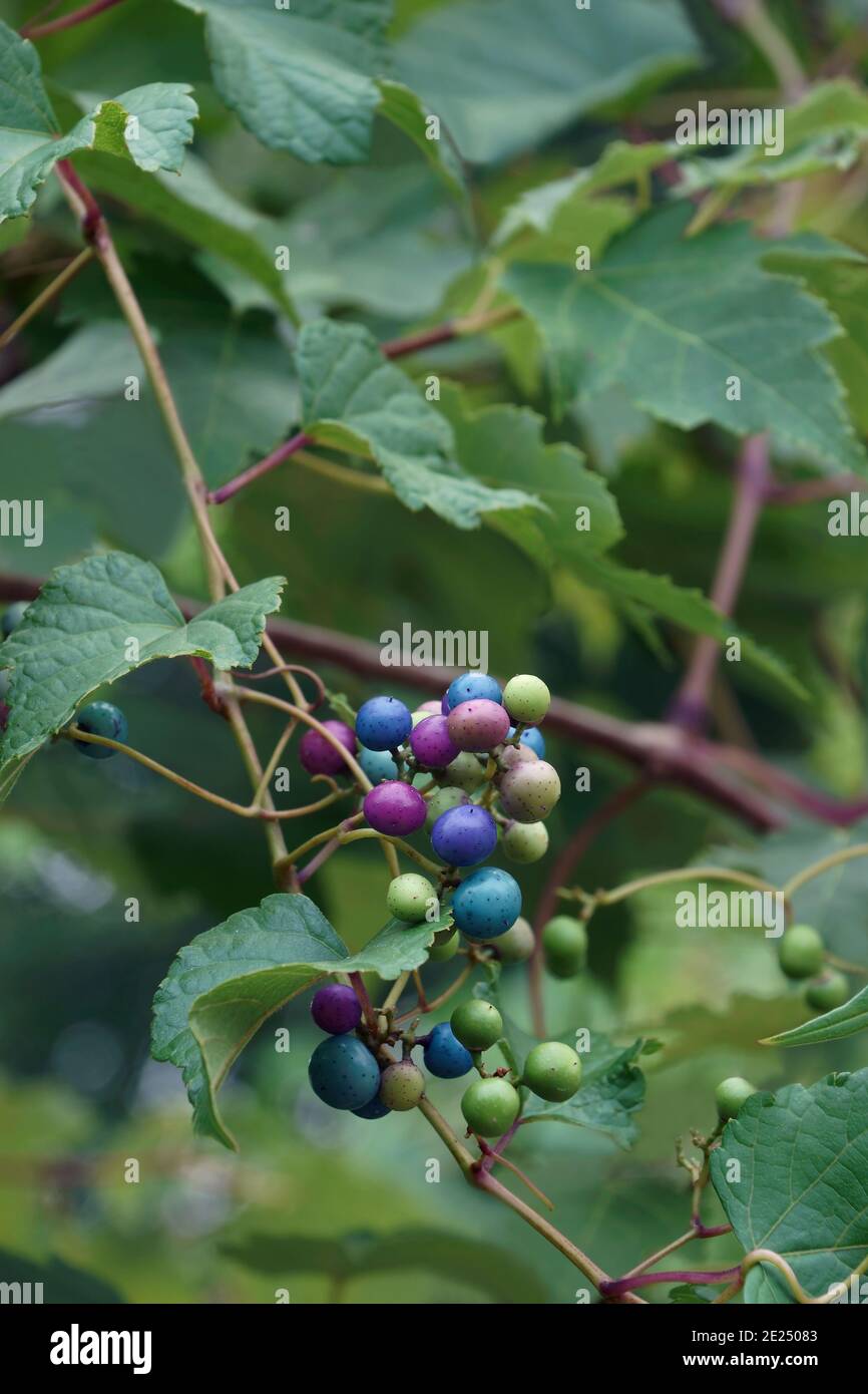 Porzellan beere -Fotos und -Bildmaterial in hoher Auflösung – Alamy