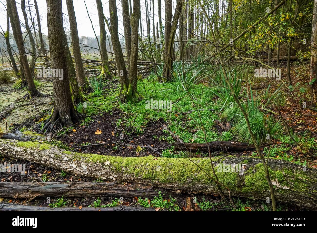 Spandauer forst -Fotos und -Bildmaterial in hoher Auflösung – Alamy