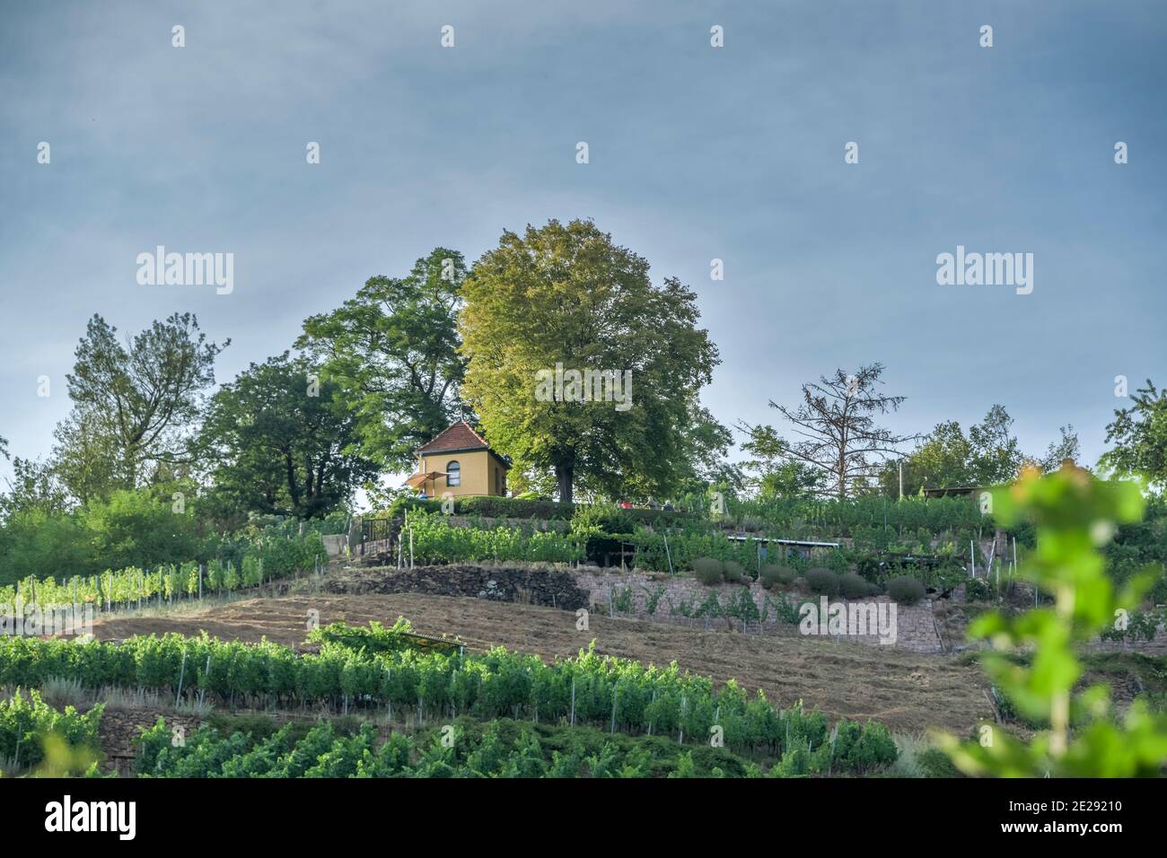 Weinberge, Straußwirtschaft Balbergaussicht, Radebeul, Sachsen ...
