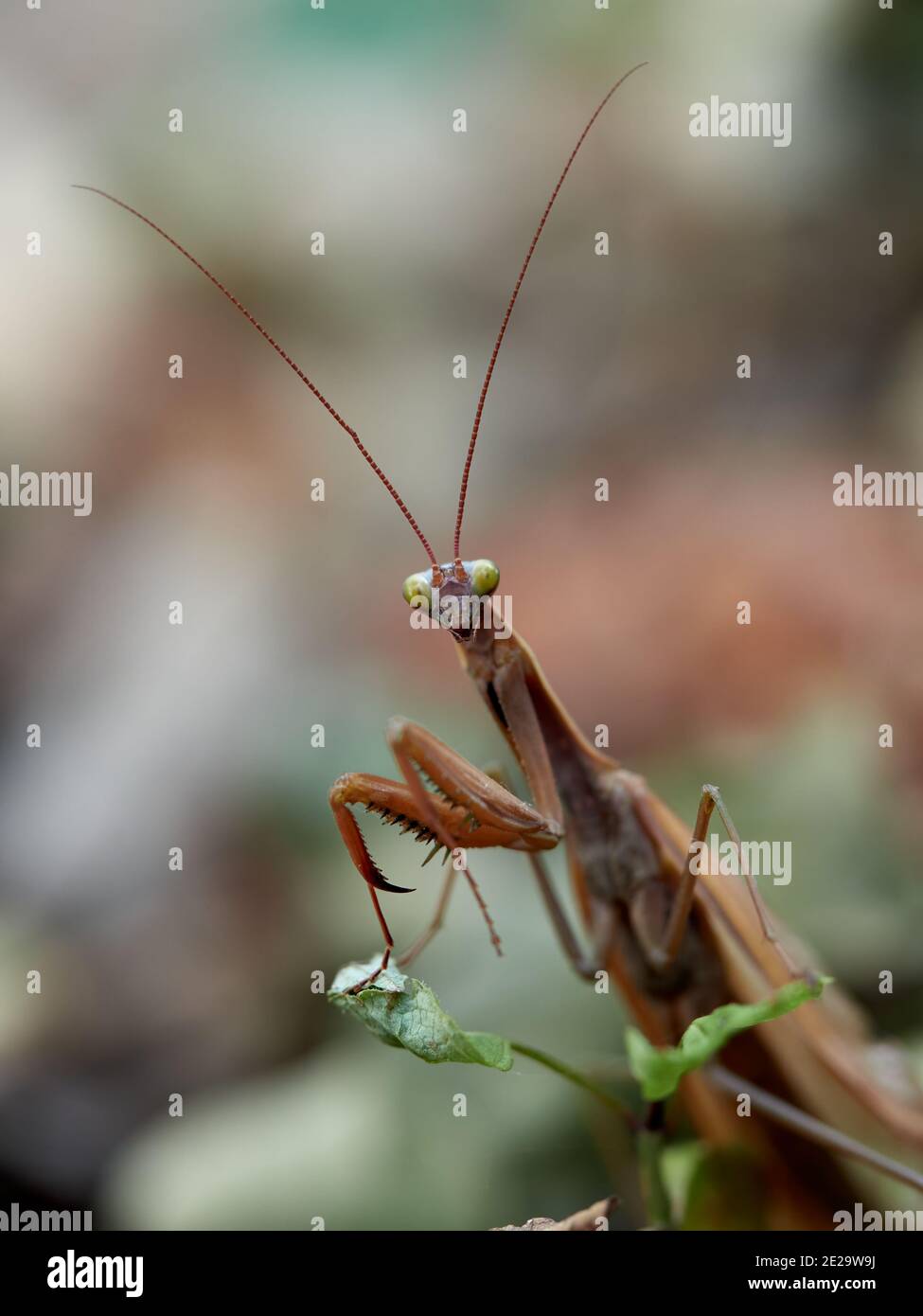 Braune gottesanbeterin -Fotos und -Bildmaterial in hoher Auflösung – Alamy