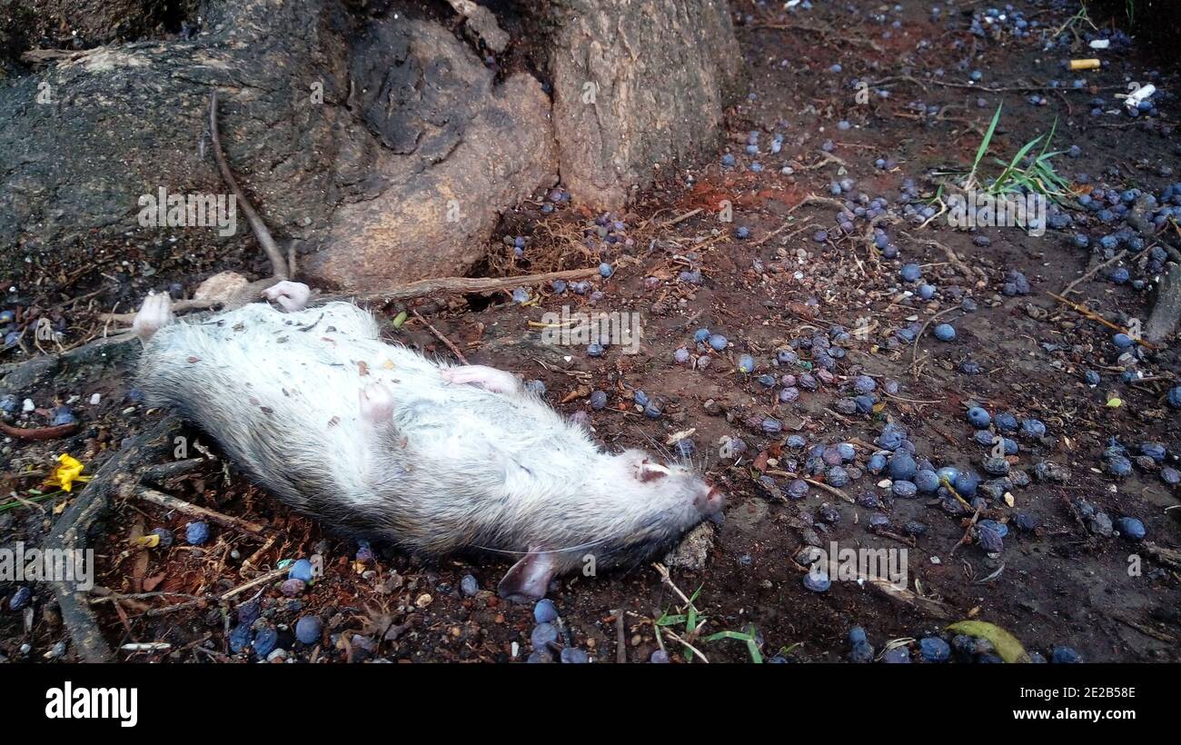 Krankheit pest -Fotos und -Bildmaterial in hoher Auflösung – Alamy