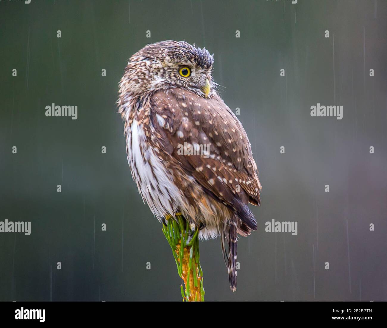 Nasse eule -Fotos und -Bildmaterial in hoher Auflösung – Alamy