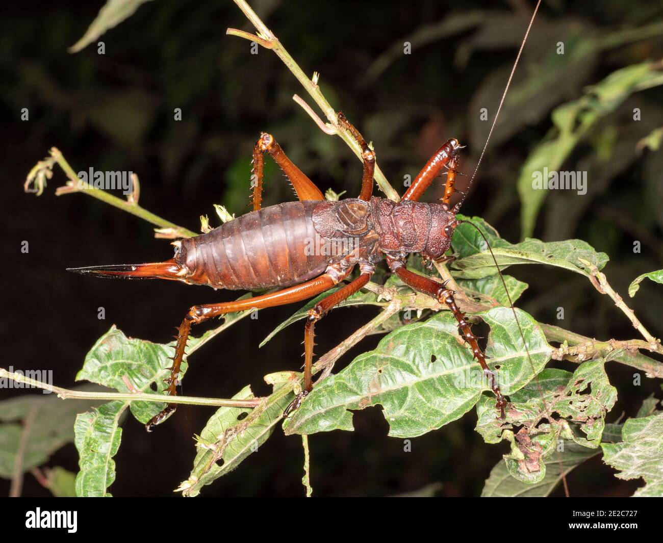 Riesenhummer katydid -Fotos und -Bildmaterial in hoher Auflösung – Alamy