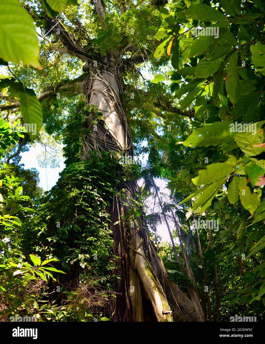 Hoher Baum im Amazonas Regenwald Stockfotografie - Alamy