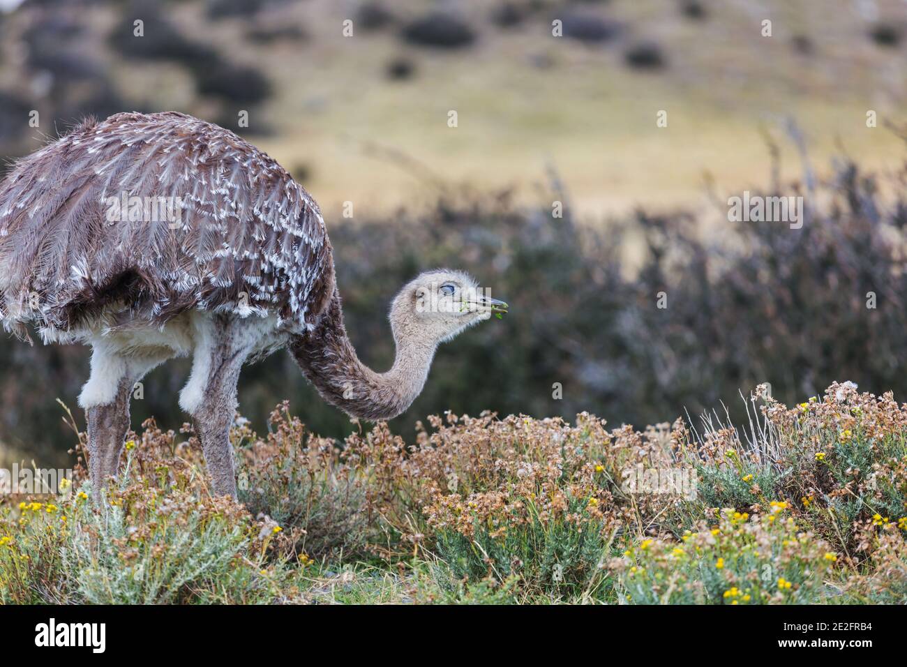Rhea patagonia chile torres del paine vogel -Fotos und -Bildmaterial in ...