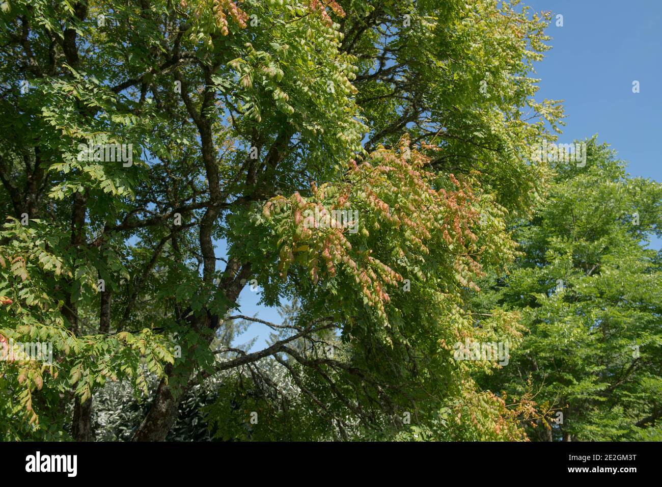 Goldener regen -Fotos und -Bildmaterial in hoher Auflösung – Alamy